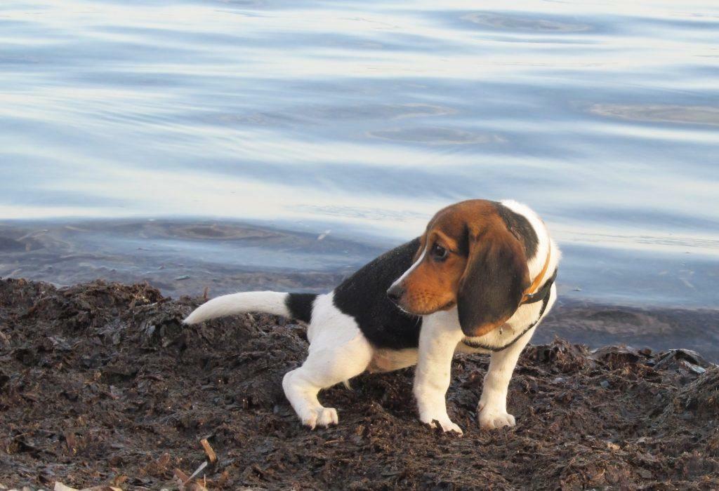 The Pee Problem: Common Pet Urinary Problems – Union Lake Veterinary ...