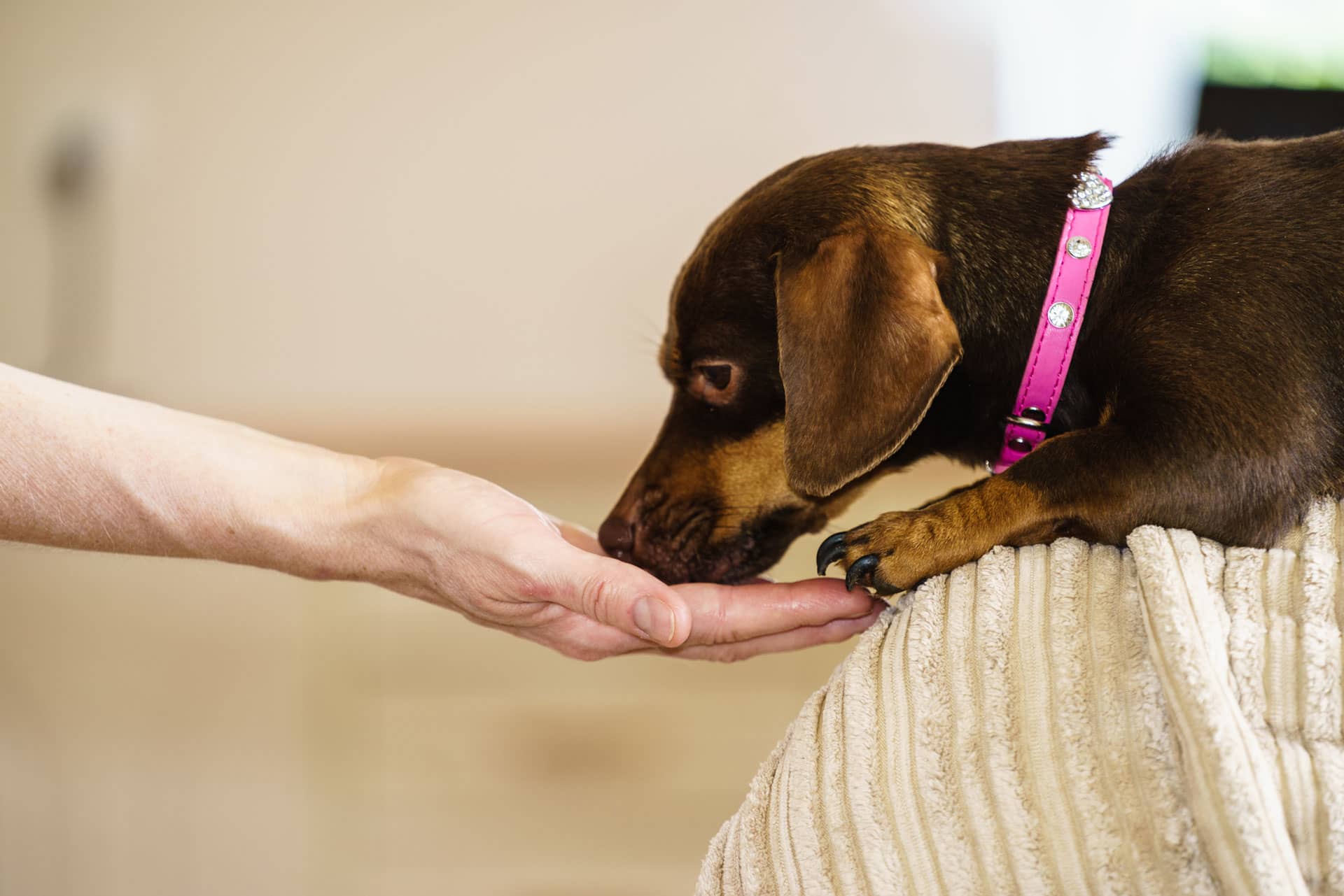 Senior Pet Care In Waterford Union Lake Veterinary Hospital