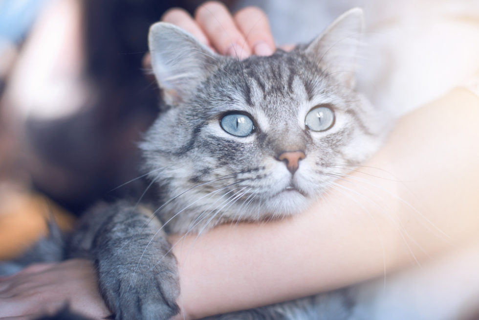 How Cats Choose Their Favorite Human - Union Lake Veterinary Hospital