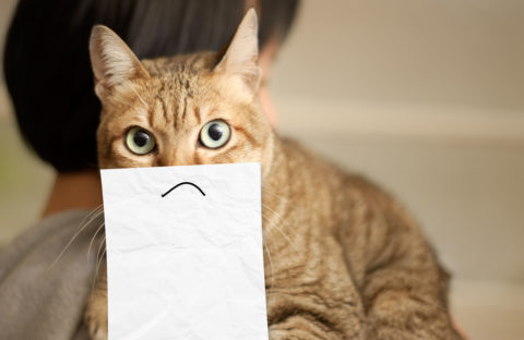 Normal vs. Abnormal Cat Behavior – Union Lake Veterinary Hospital
