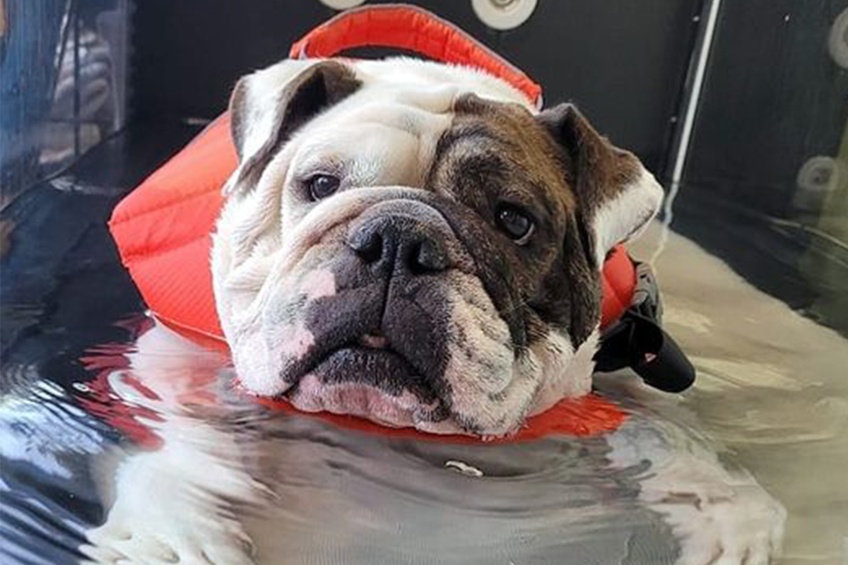 Union Lake Veterinary Hospital’s Complementary Therapies