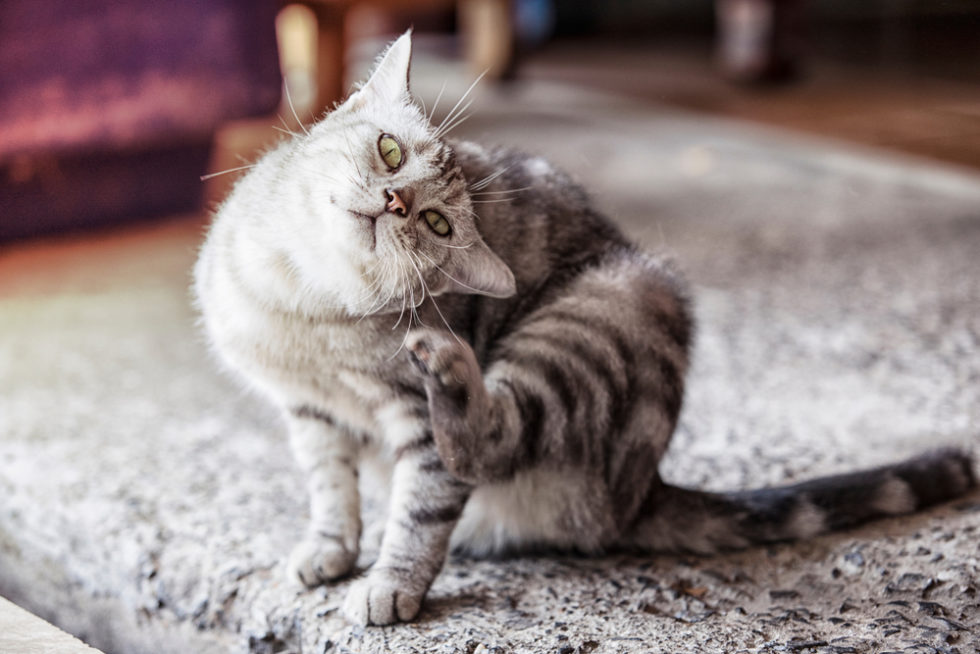 Cat Ear Infection: Symptoms, Causes, and Cures
