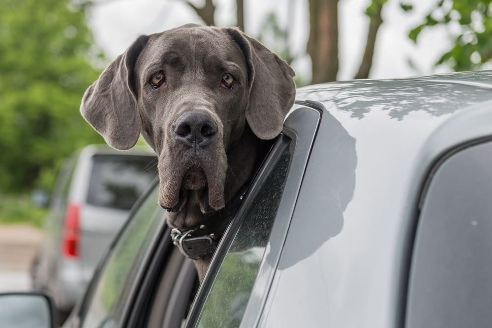 Big Dog Problems Union Lake Veterinary Hospital Big Dog Problems Union Lake Veterinary Hospital