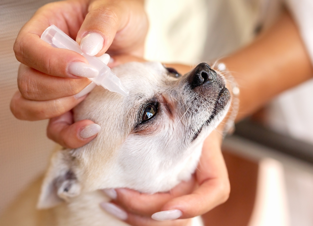 How to Spot Eye Problems with Your Dog or Cat – Union Lake Veterinary ...