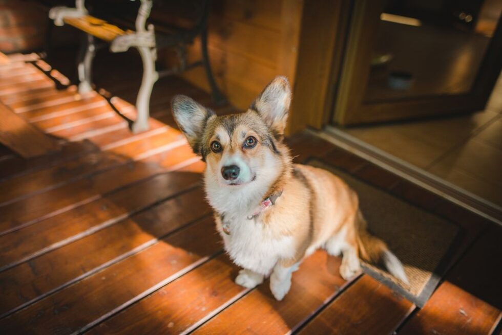 Why Small Dogs Are Prone to Luxating Patellas (Knee Problems) – Union ...